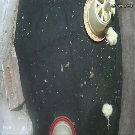 Chicks Detections Object Detection Model By Uiet