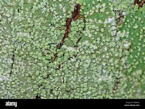 Macro Photography Of Crustose Lichen On Tree Bark After Rain Stock Photo Alamy