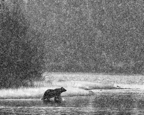 Paul Nicklen Photography Eisele Gallery