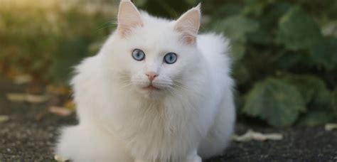 Angora Turc Prix Caractère Alimentation Soins Et Santé