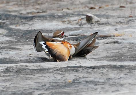 Suzanne Britton Nature Photography Killdeer Wing Display