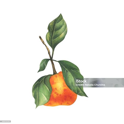 녹색 가지와 잎이 있는 오렌지 귤 감귤류 열대 과일 수채화 그림 손으로 그린 흰색 배경에 격리된 개체입니다 가득 찬에 대한 스톡 벡터 아트 및 기타 이미지 Istock