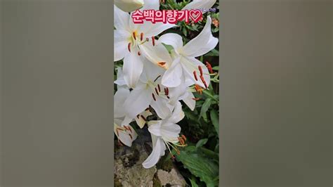 백합정원임영웅꽃 Youtube