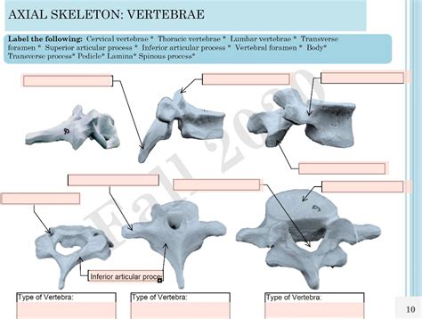 Transverse Foramen Of Cervical Vertebrae