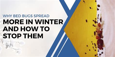 Why Bed Bugs Spread More In Winter And How To Stop Them Heat Rx