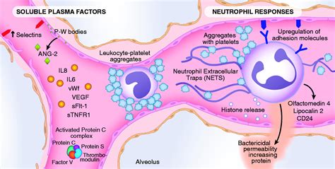 Endothelial Biomarkers In Human Sepsis Pathogenesis And Prognosis For