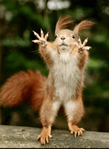 Funny Squirrel S Tenor