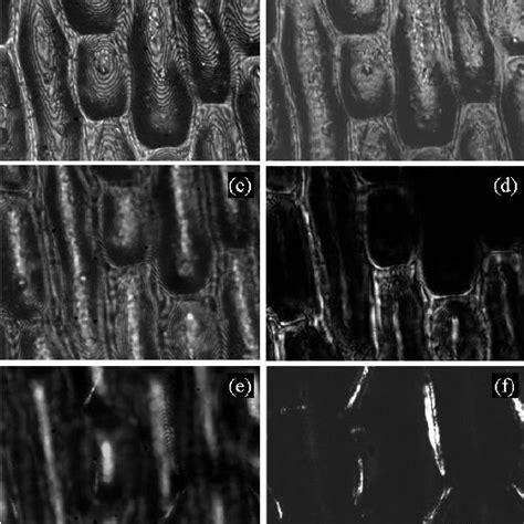 Schematics Of The Experimental Set Up Based On A Linnik Interferometer
