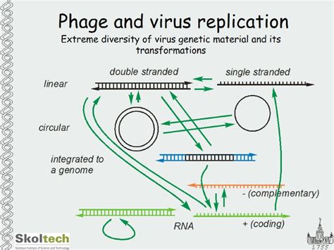 Msu And Skoltech Phage And Virus Replication Phage