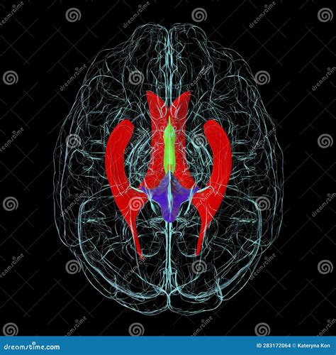 Ventricular System Of Brain 3d Illustration Stock Illustration