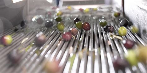 200 ტონა ზეთისხილის მოსავალს ველოდებით ჩასაბარებელი ფასი 1 5 2 ლარამდე იქნება გიორგი სვანიძე