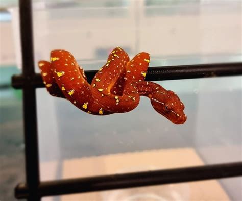 Green Tree Pythons Reptilescentury