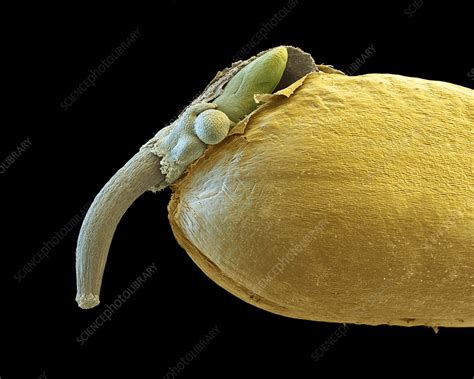 Germinating Wheat Sem Stock Image B787 0384 Science Photo Library