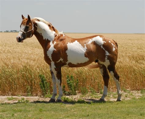 View Topic Cwhr Dark Dapple Bay Tobiano Chicken Smoothie