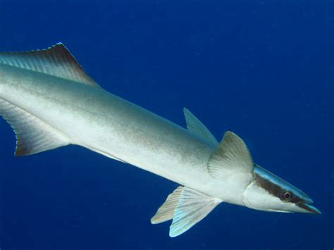 Sharksucker - Echeneis naucrates - Roatan, Honduras - Photo 2 ...