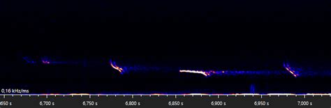 2025 Common Noctule N Noctula Nyctalus Social Calls United
