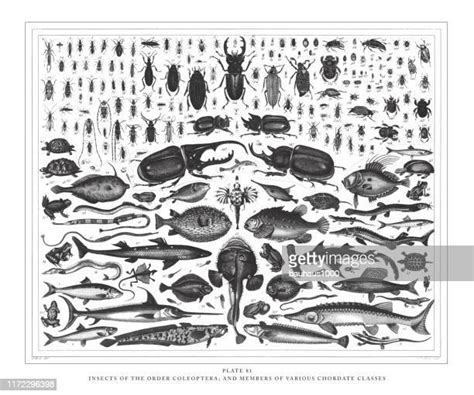 19 Tarpon High Res Illustrations Getty Images