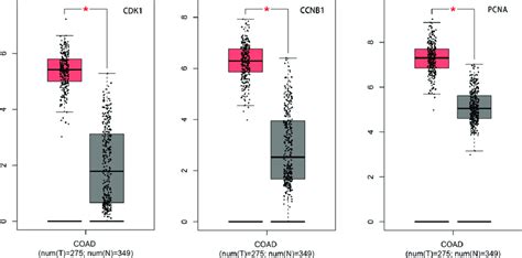 Mrna Expression Level Of Cdk1 Ccnb1 And Pcna Based On Tcga Data By Download Scientific