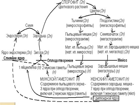 Циклы развития растений презентация онлайн