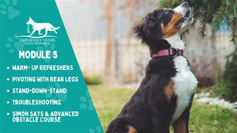 Virtual AKC Fit Dog Classes — Faithfully Yours Dog Training - Jackson ...