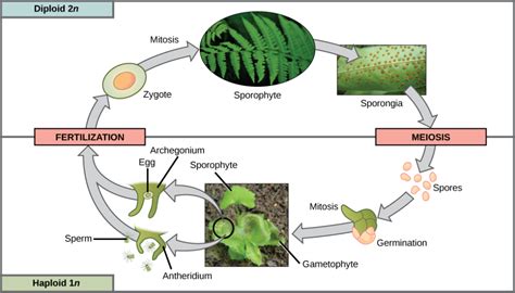 10 10 Seedless Vascular Plants Biology Libretexts