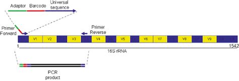 Conserved And Hypervariable Regions In The 16s Rrna Gene The