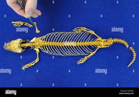 The Skeleton Of A Gila Monster Lat Heloderma Suspectum Captured At