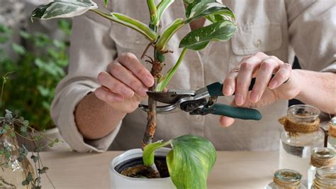20 Simple Propagation Methods For Every Gardener Plus A Few Must Know 20 Simple Propagation Methods For Every Gardener Plus A Few Must Know