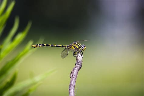 Download Ai Generated Dragonfly Lichen Royalty Free Stock