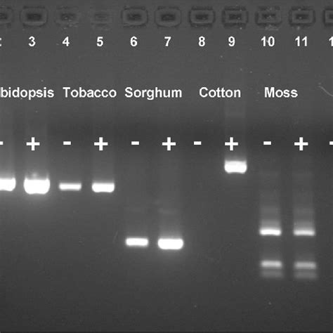 Pdf High Throughput Dna Extraction Method Suitable For Pcr