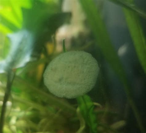 Anyone Know What This White Blob Growing On My Glass Is Raquariums