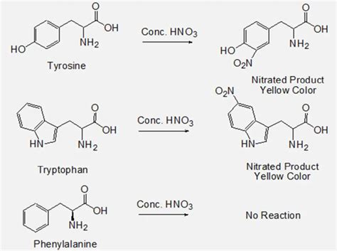 Xanthoproteic Test Principle Procedure Result Application Biology Notes Online
