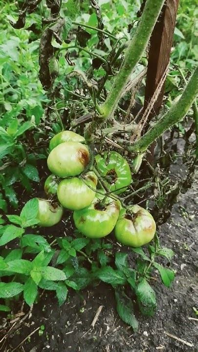 Фітофтора на помідорах біля канави Youtube