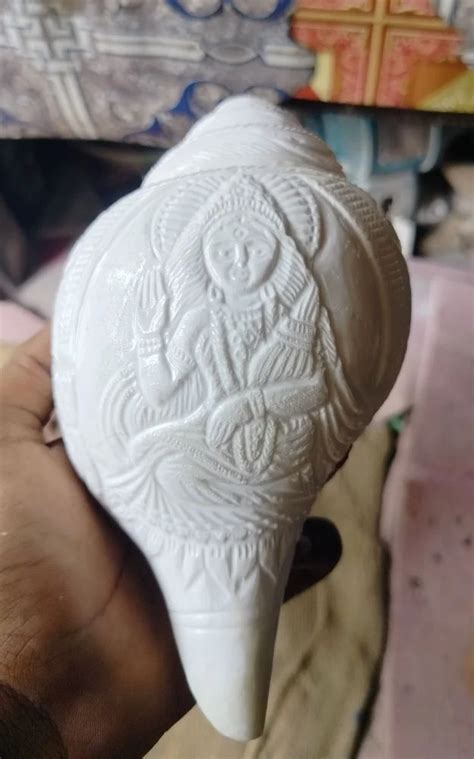 Elegant Conch Shell Sankha Conch At ₹ 3000 Piece In Howrah Id 2854449949591