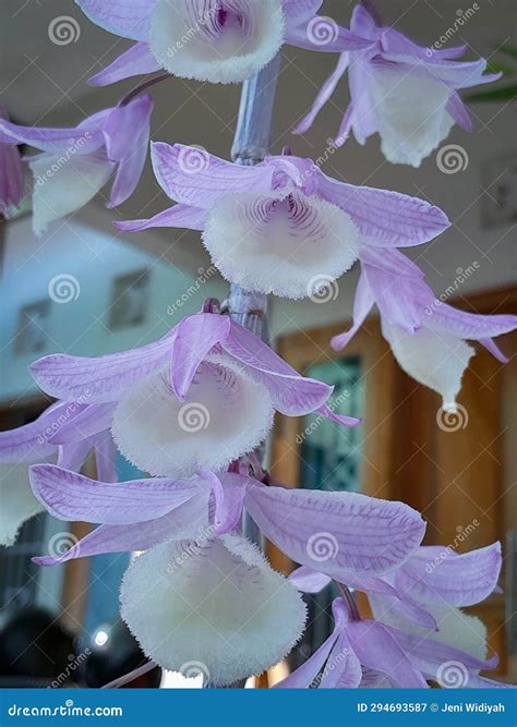 Dendrobium Aphyllum Stock Image Image Of Called Curtain 294693587