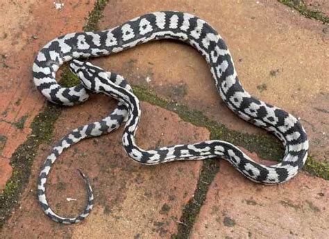 Juvenile Daintree Pure Python Reptiles And Amphibians Gumtree