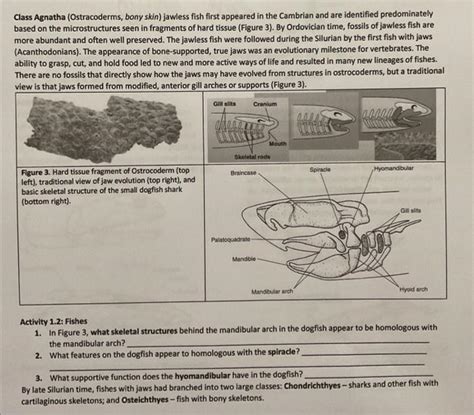 Solved Class Agnatha Ostracoderms Bony Skin Jawless Fish