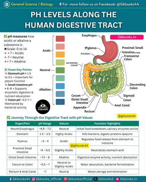 Gkbooks 🧪 Ph Levels Of The Human Digestive Tract Explained With