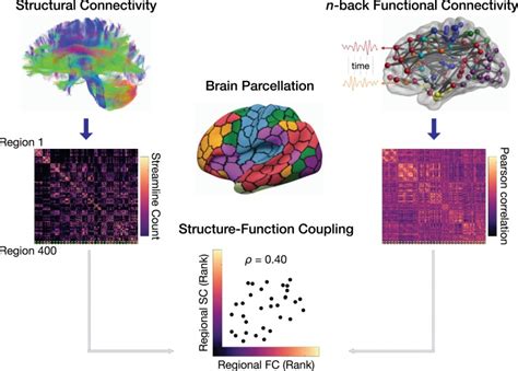 Development Of Structure Function Coupling In Human Brain Networks During Youth Abstract
