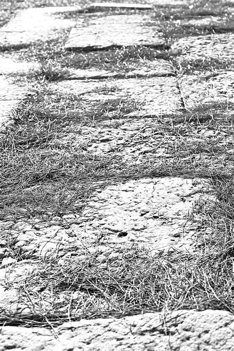 Pine Needles Photo Background And Picture For Free Download Pngtree