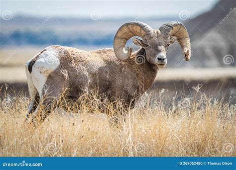 Carnero De Bighorn Haciendo Guardia En La Pradera De La Colina Foto De