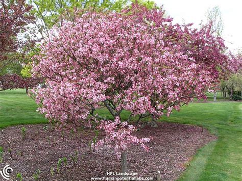 Coral Burst Crabapple Coralburst Crabapple Red Buds Opening To Coral