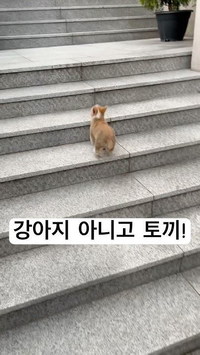계단오르는 코기 토낀줄ㅠㅡㅠ 웰시코기 강아지일상 강아지 강아지브이로그 Youtube