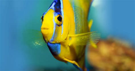 Najładniejsze Ryby Akwariowe Słodkowodne Odkryj Nieznane Piękno Podwodnego świata