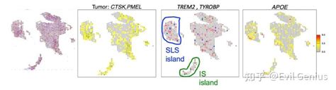 关于10x空间转录组质控分析的讨论 知乎