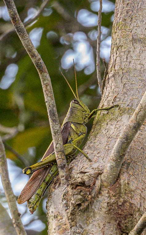 Florida Interlude The Celery Fields Romancing Reality