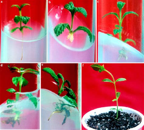 Effect Of Growth Regulators In In Vitro Rooting In Tectona Grandis A Download Scientific