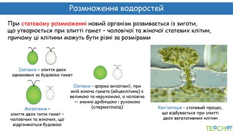 Презентація до уроку Водорості