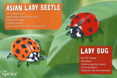18 Spot Ladybug Avian Avenue Parrot Forum