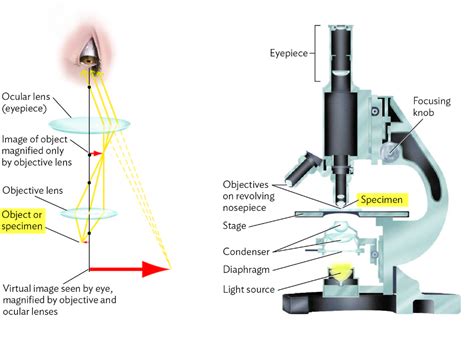 Solved In Microbiology Teaching Labs Across The World The